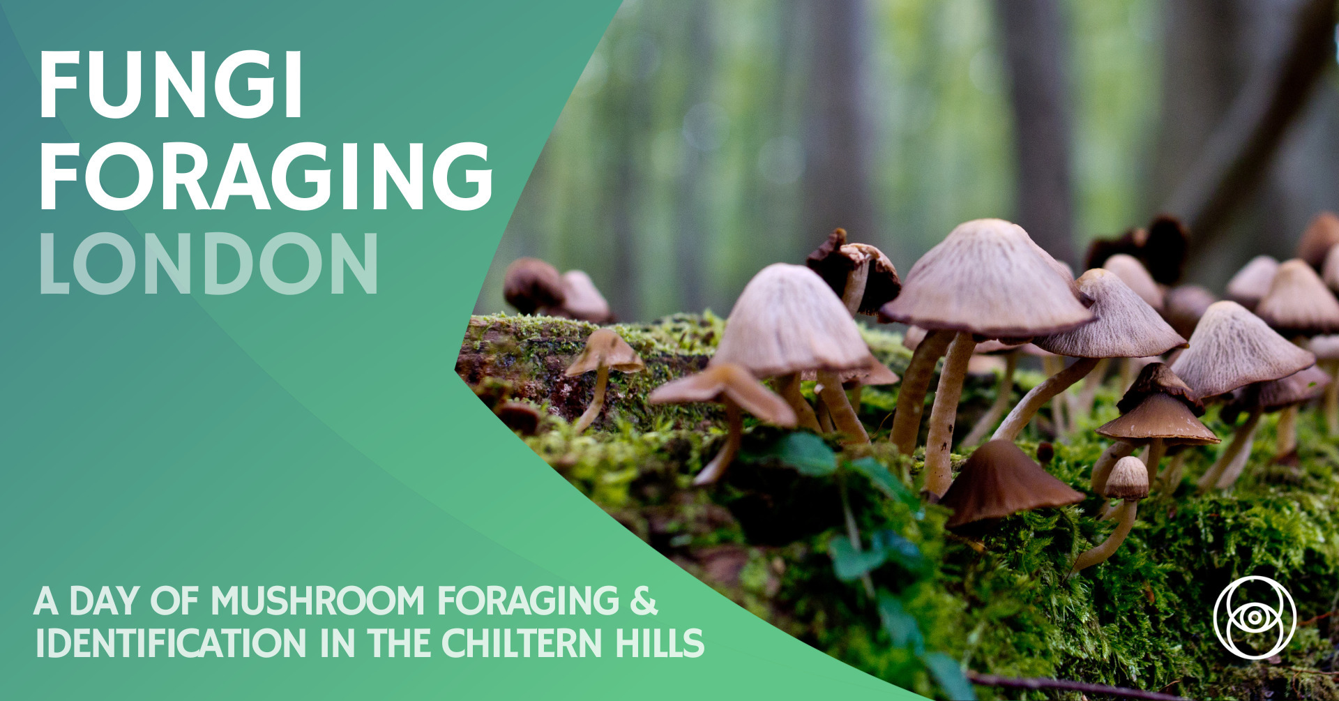 Fungi Foraging - Mushroom Foraging and Identification in the Chiltern ...