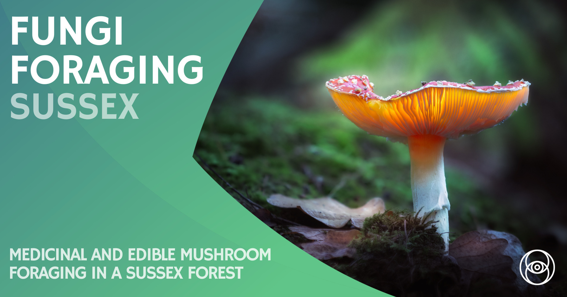 Fungi Foraging - Medicinal and Edible Mushroom Foraging in a Sussex ...