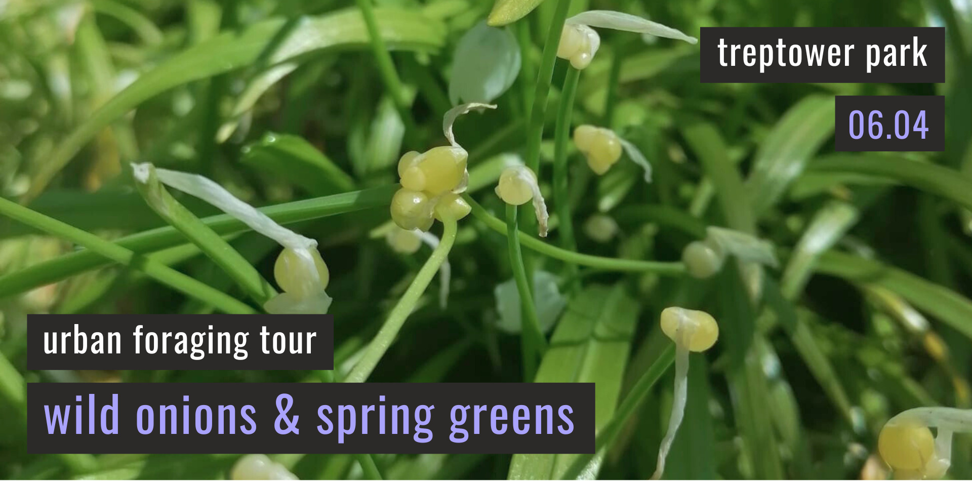 Spring Urban Foraging in Treptower Park: Wild Onions & Spring Greens ...